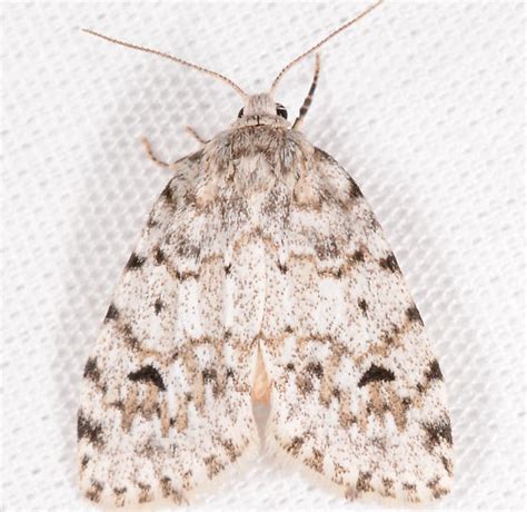 Clemensia Albata Bugguidenet