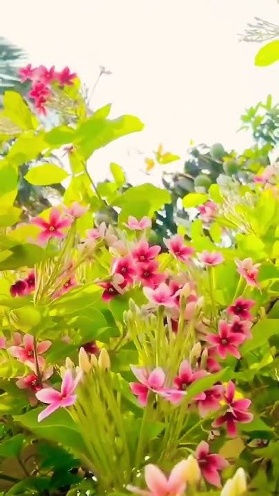 වෙසක් මල් Flowers Nature Matara Garden Youtube