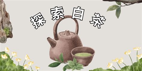 白茶入門指南歷史品種及製作工藝解析Accupass 活動通