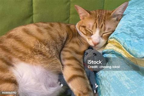 인형과 함께 잠자는 고양이 모피 카펫에서 테디 베어를 편안하게 포옹하는 태비 새끼 고양이 작은 고양이는 아늑한 담요 포옹 장난감에서 자고 있습니다 아기 새끼 고양이 달콤한