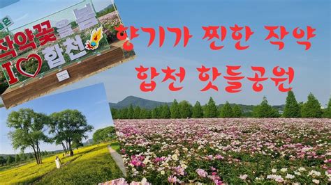 향기가 찐한 작약 합천 핫들생태공원 Youtube