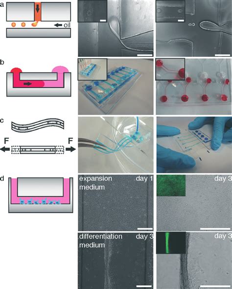 Examples Of Relatively Simple Microfluidic Devices Fabricated By Direct Download Scientific