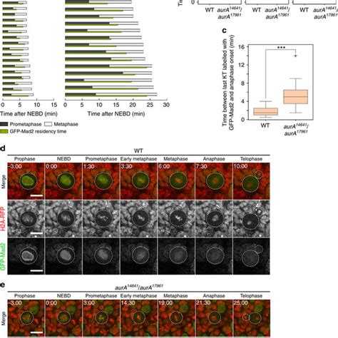 Metaphase To Anaphase Transition Is Delayed In Aura Hypomorphic Mutant Download Scientific