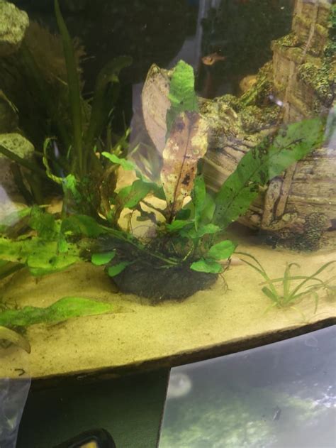 What Wrong With My Java Plant Raquariums