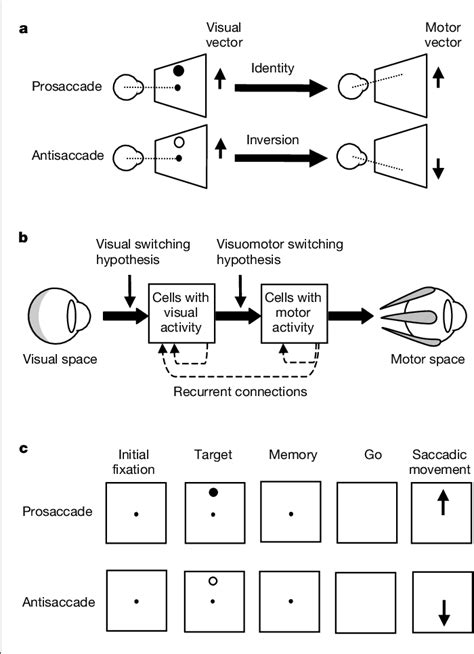 Figure 1 From Neuronal Switching Of Sensorimotor Transformations For Antisaccades Semantic Scholar