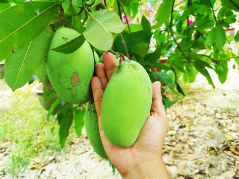 Buah Mangga Ke Buah Mempelam