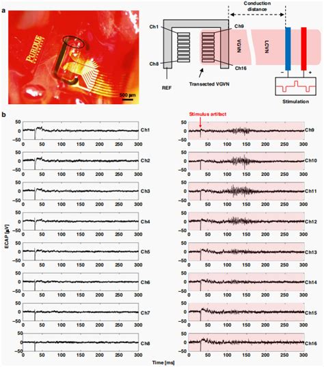 Nature子刊 用于选择性记录迷走神经的柔性薄膜微通道电极阵列 腾讯云开发者社区 腾讯云