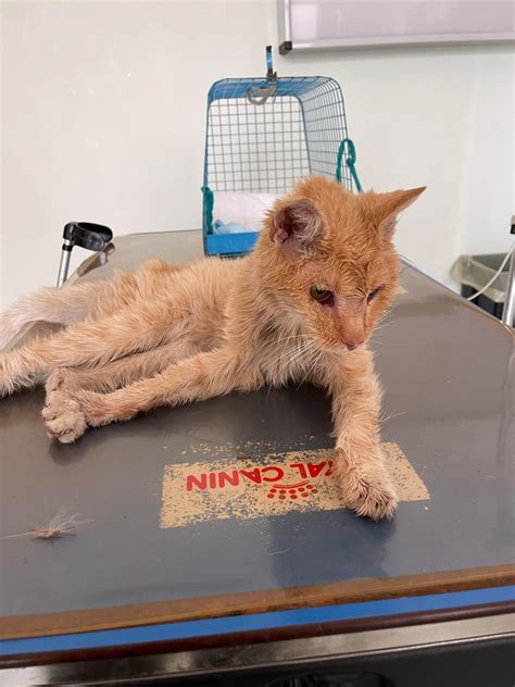 Rimini Il Gattino Garfield Fa Ritorno A Casa Dopo 5 Anni La Sorpresa Della Padrona