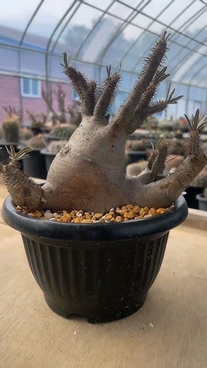 그락실리우스 희귀식물 가장 많은 엑스플랜트 Kr 아프리카식물 코덱스식물 괴근식물 희귀다육 선인장 코덱스 Xplant Youtube