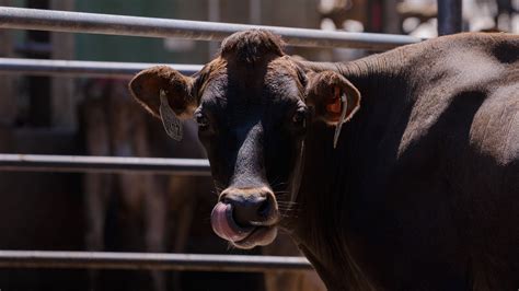Study Finds Hemp Fed Cows Had Traces Of Thc In Their Milk The New York Times