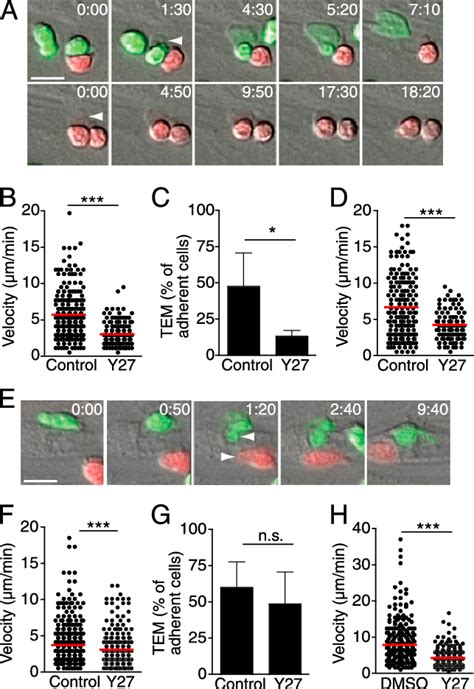 T Cell Transmigration Through Endothelium With Low But Not High