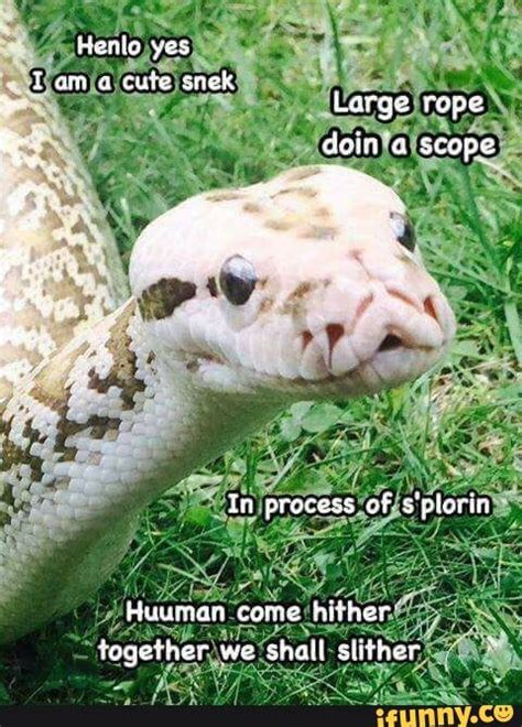 Discover 71 Snek Meme And Cute Reptiles Ideas Pet Snake Memes