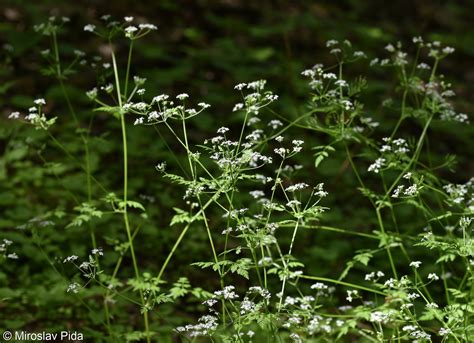 Anthriscus Cerefolium • Floraveg Eu