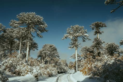 La Magia Del Parque Nacional Conguillío En Plena Nevada Otoñal Ladera Sur