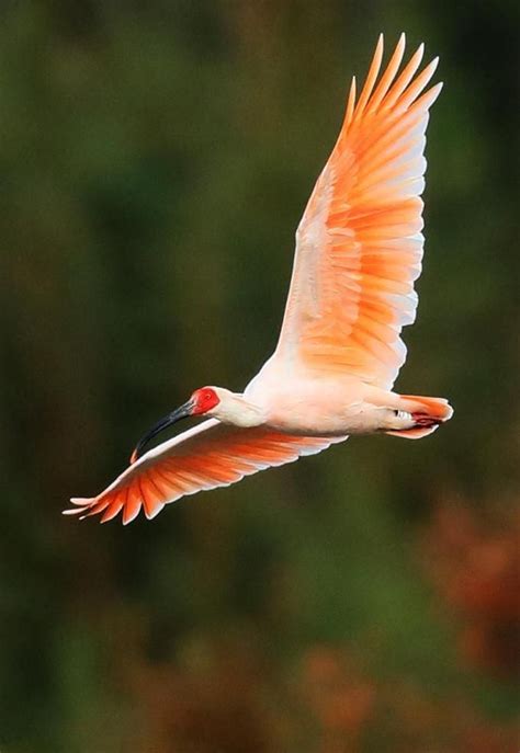 探訪順調に増加 不足する調査員 佐渡の放鳥トキ 美しい動物 珍しい動物 鳥の写真