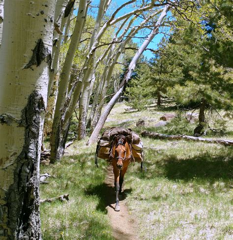 Back To Little Elden Springs Gillian Larson