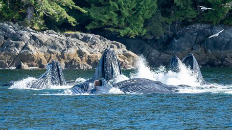 5 Fascinating Humpback Whale Feeding Strategies Wildlife