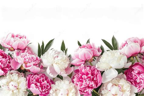 Floral Banner With Peonies And Blank Design Area Stock Illustration