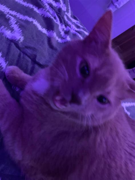 cat r cats