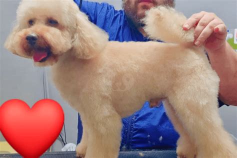 Peluquería Canina Patitas De Amor 2025