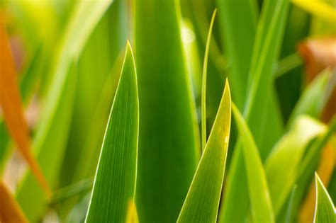 배경 화면 매크로 자연 추상 이파리 아이리스 꽃 빛 4200x2800 1010319 배경 화면 Wallhere