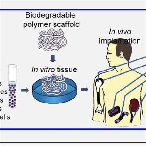 Cell Encapsulation Cells Can Be Protected With Materials Download
