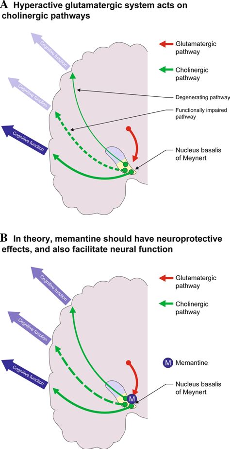 Links Between The Glutamatergic And Cholinergic Pathways Download