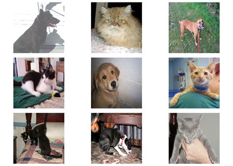 Tensorflow For R Image Classification From Scratch