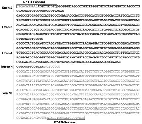 The Complete Nucleotide Sequence Is Shown The Boxed Sequences Are
