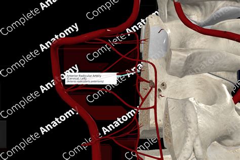 Anterior Radicular Artery Cervical Left Complete Anatomy