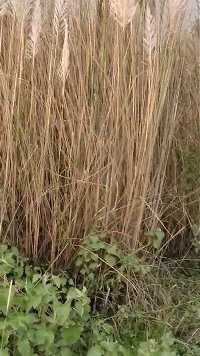 কাশবন Youtube