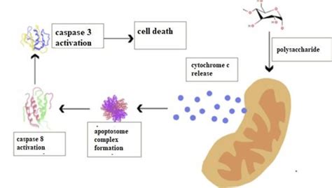 Depolarization Of The Mitochondrial Membrane Download Scientific Diagram