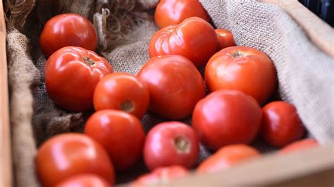 Lets Make Tomatoes Spicy With Genetic Engineering Scientists Proclaim