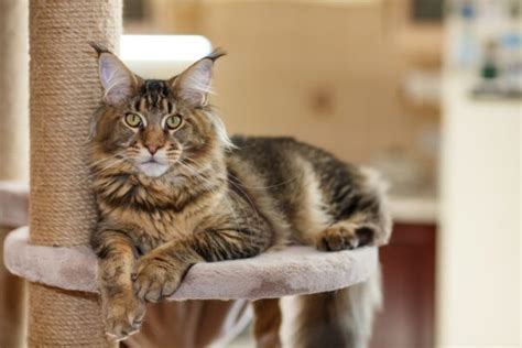 Coconut Oil For Cats Benefits Uses And Safety Tips Great Pet Care