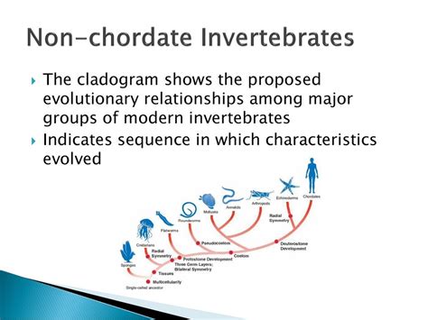 261 Invertebrate Evolution And Diversity Ppt Download