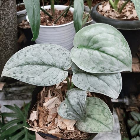 Scindapsus Varieties 6 Types Of Scindapsus Plants To Grow Today The Home Tome