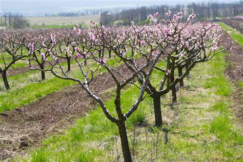 Best Peach Tree For Kansas At Elaine Hudson Blog