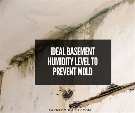 What Is The Ideal Basement Humidity Level To Prevent Mold