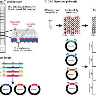 Schematic Overview Of The Internal Amplification Control Iac On The Download Scientific