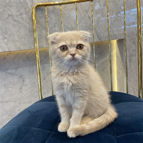 폴드 치즈 미니푸들무료분양 미니먼치킨무료분양 미니랙돌무료분양 미니브리티쉬숏헤어무료분양 미니스코티쉬폴드무료분양 미니러시안블루무료분양 미니강아지무료분양 미니고양이무료분양 미니