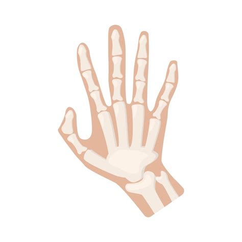 Premium Vector Illustration Of Bone
