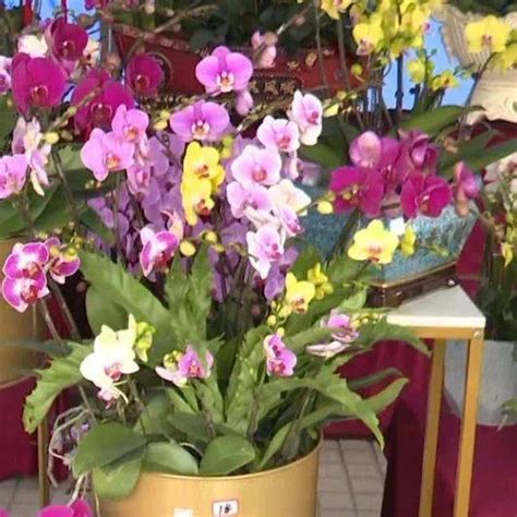 广州今年花市如何办官方刚刚定了 线下 鲜花 街坊