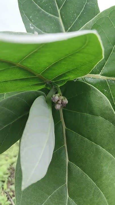Madar Ka Ped Plants Shivmaheshmahapuran Agriculture Gardening