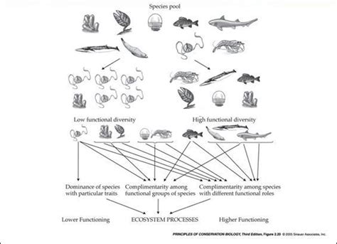 Acer Word Wednesday Functional Diversity