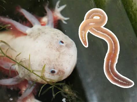Axolotl Digestive System