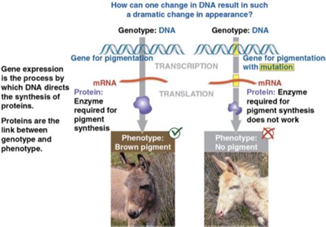 Ch 17 Gene Expression From Gene To Protein Flashcards Quizlet