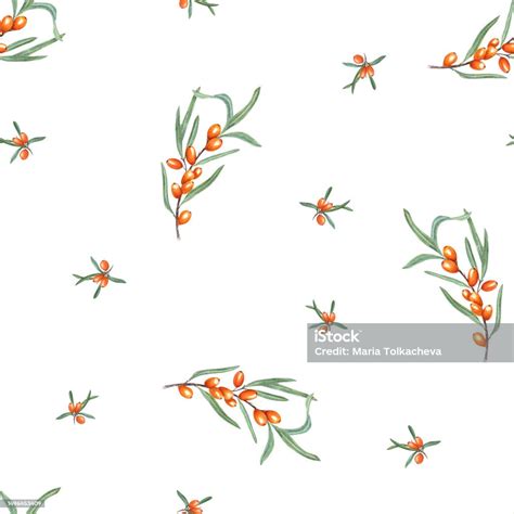 흰 배경에 분리된 바다 갈매 나무속 가지의 수채화 매끄러운 패턴 방 장식 인쇄 엽서 직물 디자인을 위한 오렌지 열매가 있는 식물 그림 가을에 대한 스톡 벡터 아트 및 기타