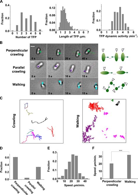 Oscillation Of Type Iv Pili Regulated By The Circadian Clock In Cyanobacterium Synechococcus