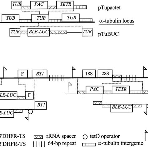 Schematic Depiction Of Plasmid Construct Inserts Used For Transfection