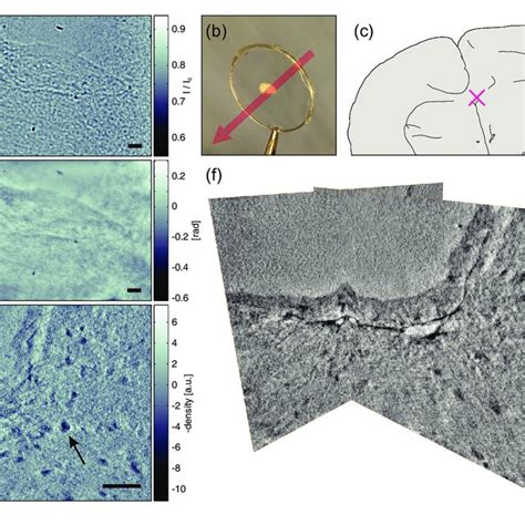 Color Online Phase Contrast Tomography With The High Resolution